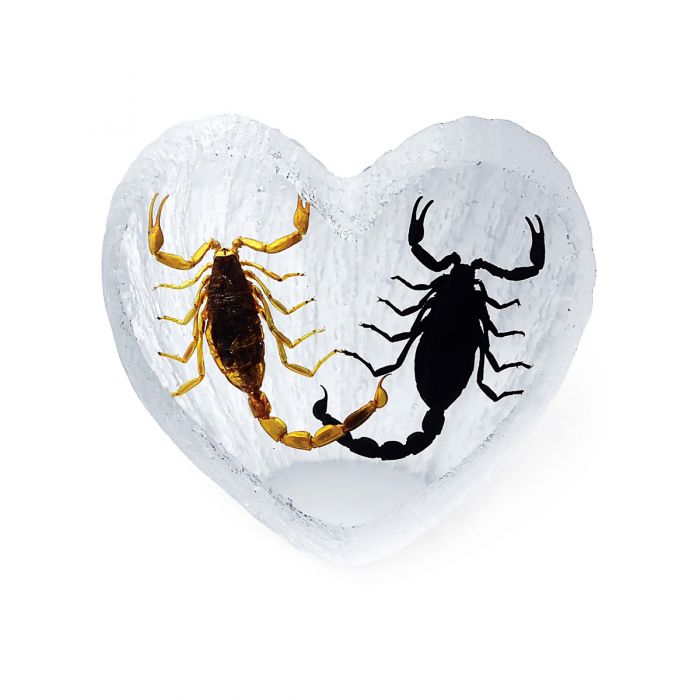 Paperweight-Scorpion Heart – ShirtsNThingsAZ